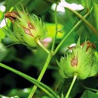 Mancha-de-mirotécio (Myrothecium roridum)