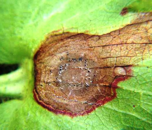 Mancha-de-mirotécio (Myrothecium roridum)