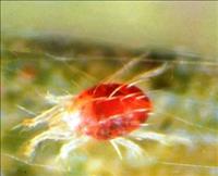 Ácaro vermelho (Oligonychus spp)