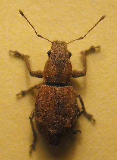 Borreginho (Pantomorus glaucus)