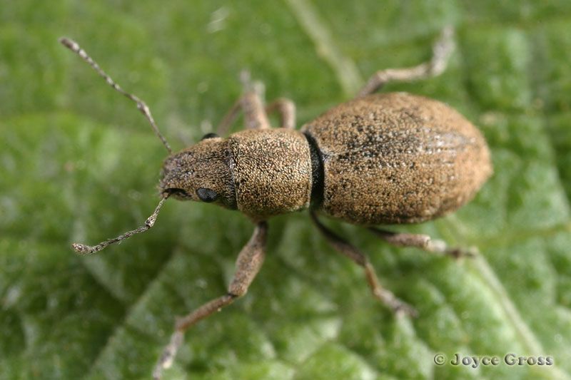 Borreginho (Pantomorus glaucus)