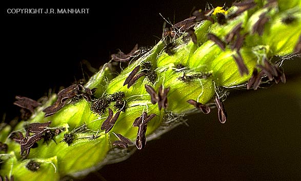Grama doce (Paspalum acuminatum)
