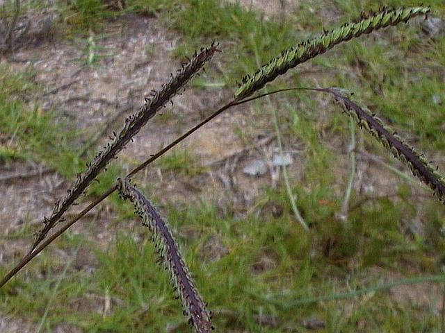 Grama doce (Paspalum acuminatum)