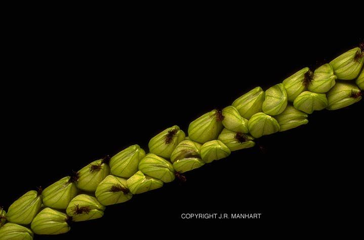 Grama doce (Paspalum acuminatum)