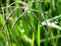 Capim-navalha (Paspalum virgatum)