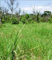 Capim-navalha (Paspalum virgatum)
