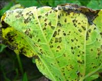 Míldio (Peronospora cubensis)