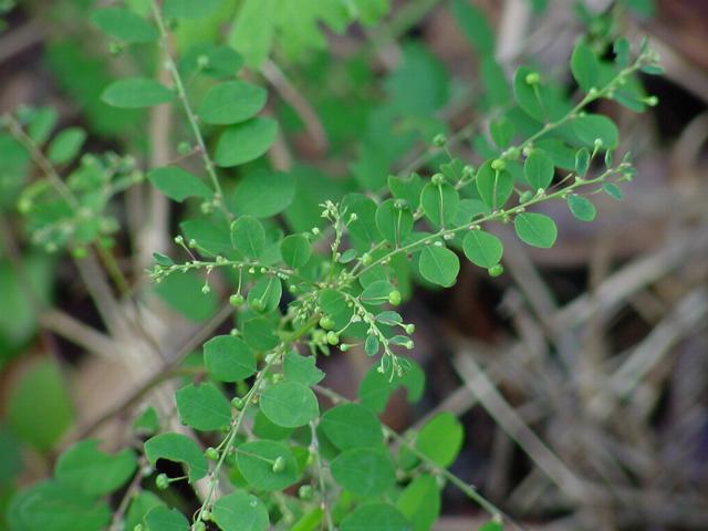 Quebra pedra (Phyllanthus tenellus)