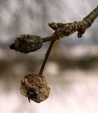 Podridão preta (Physalospora obtusa)