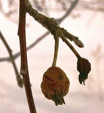 Podridão preta (Physalospora obtusa)