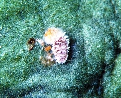 Cochonilha (Planococcus minor)