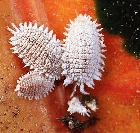 Cochonilha (Planococcus minor)