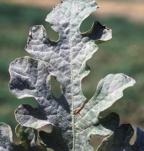 Oídio (Podosphaera xanthii)