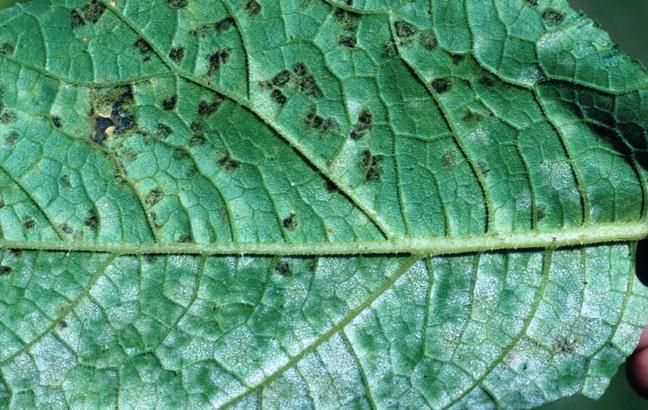 Oídio (Podosphaera xanthii)