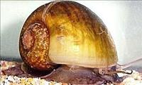 Aruá (Pomacea canaliculata)