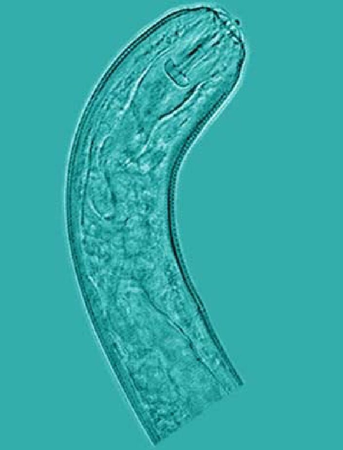 Nematoide-das-lesões (Pratylenchus zeae)