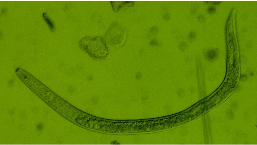 Nematoide-das-lesões (Pratylenchus zeae)