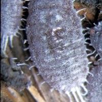 Cochonilha branca (Pseudococcus maritimus)