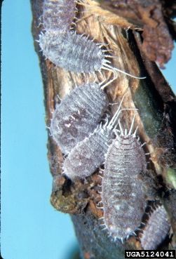 Cochonilha branca (Pseudococcus maritimus)