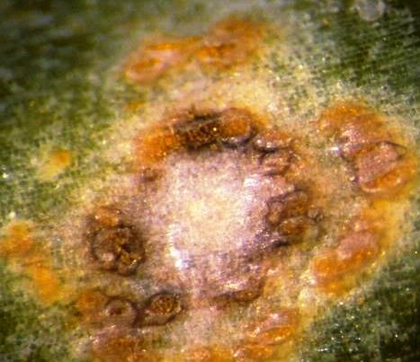 Ferrugem (Puccinia porri)