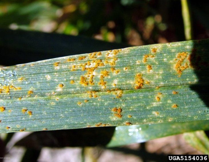 Ferrugem da folha (Puccinia recondita f.sp. tritici)