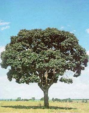 Pau-terra (Qualea parviflora)