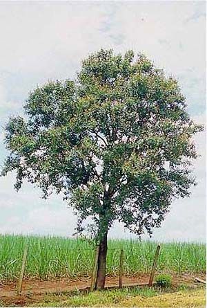 Pau-terra (Qualea parviflora)