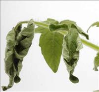 Murcha bacteriana (Ralstonia solanacearum)