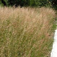 Capim favorito (Rhynchelytrum repens)