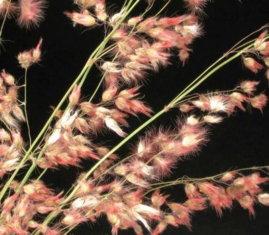 Capim favorito (Rhynchelytrum repens)