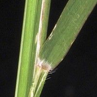 Capim favorito (Rhynchelytrum repens)