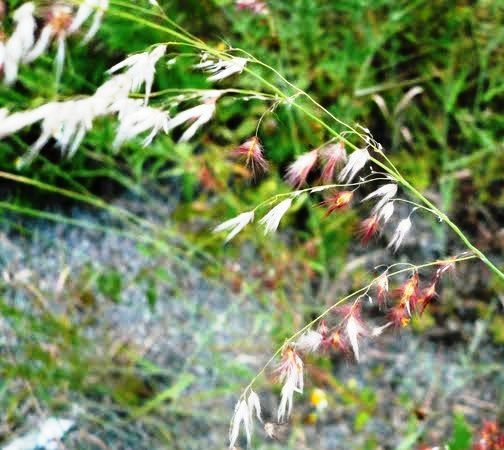 Capim favorito (Rhynchelytrum repens)