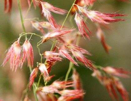 Capim favorito (Rhynchelytrum roseum)