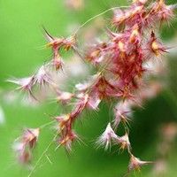 Capim favorito (Rhynchelytrum roseum)