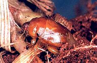 Percevejo castanho (Scaptocoris castanea)