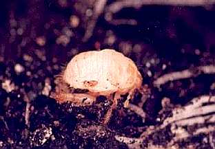 Percevejo castanho (Scaptocoris castanea)