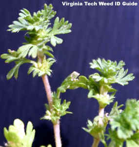 Roseta (Soliva pterosperma)