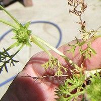 Roseta (Soliva pterosperma)