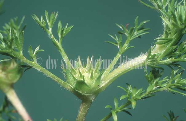 Roseta (Soliva pterosperma)