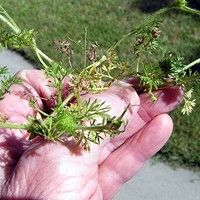 Roseta (Soliva pterosperma)