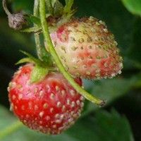 Oídium (Sphaeroteca macularis)