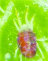 Ácaro vermelho (Tetranychus marianae)