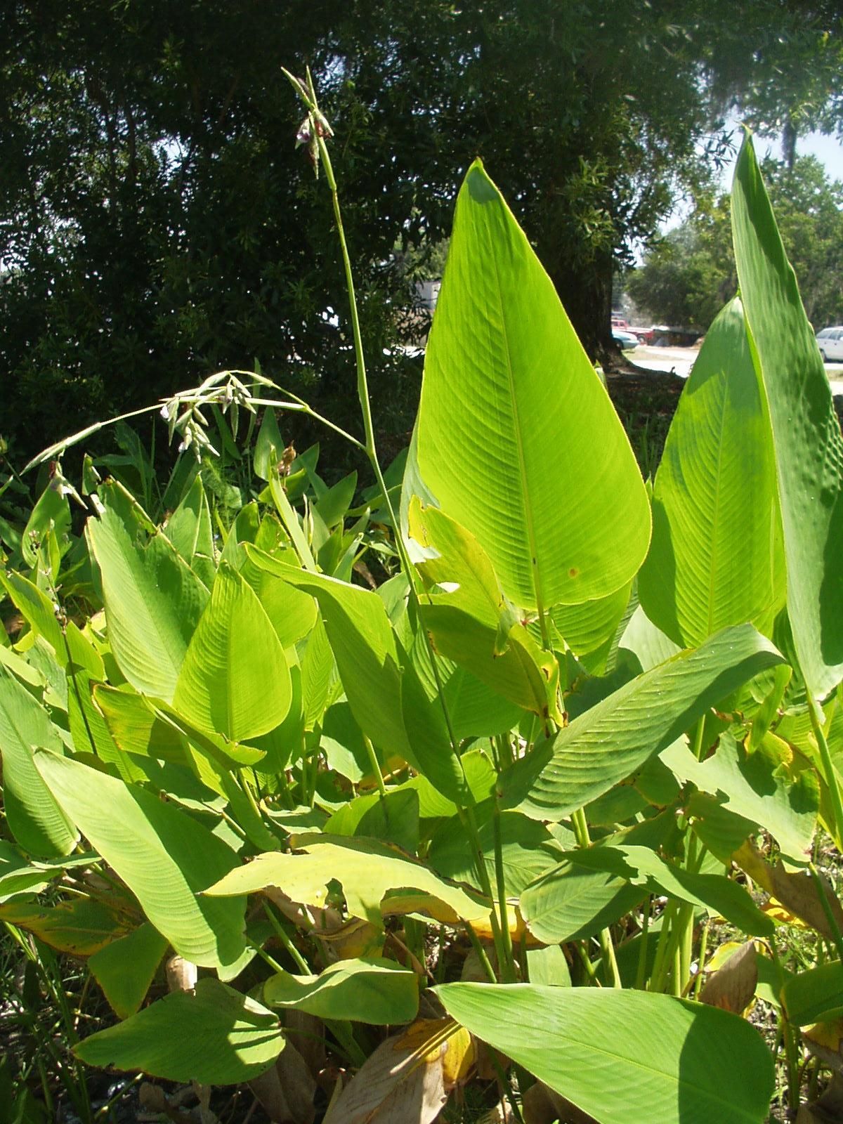 Tália (Thalia geniculata)