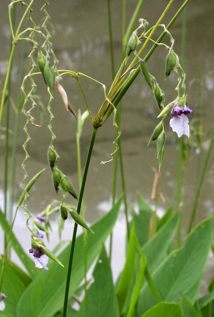 Tália (Thalia geniculata)