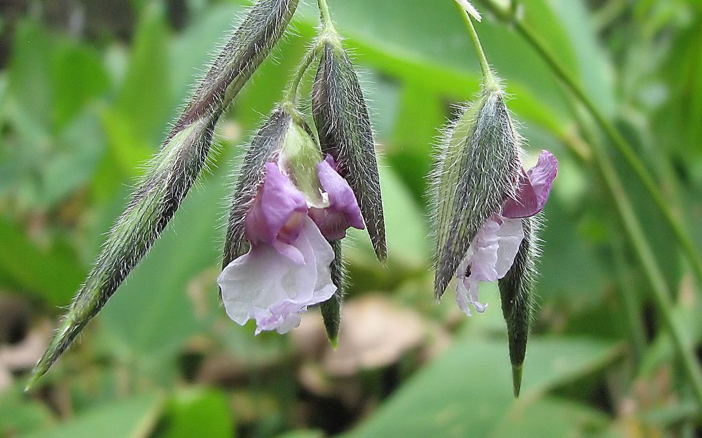 Tália (Thalia geniculata)
