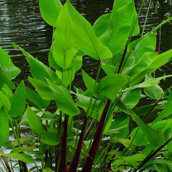 Tália (Thalia geniculata)