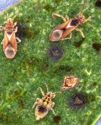 Percevejo-bronzeado (Thaumascotocoris peregrinus)