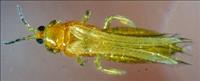 Tripes (Thrips flavus)