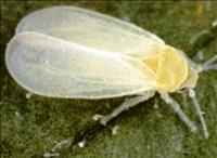 Mosca branca (Trialeuroides vaporarum)