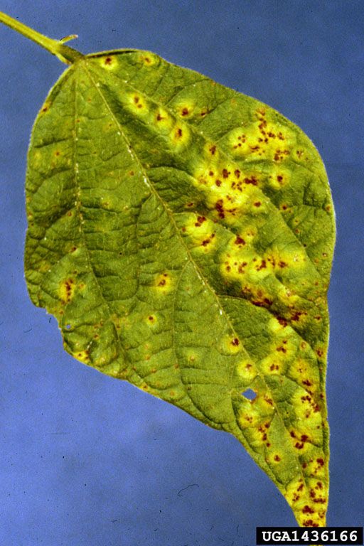 Ferrugem (Uromyces phaseoli var.typica)